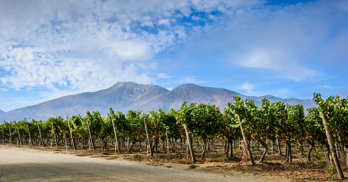 Chile – Hard to Find Wines